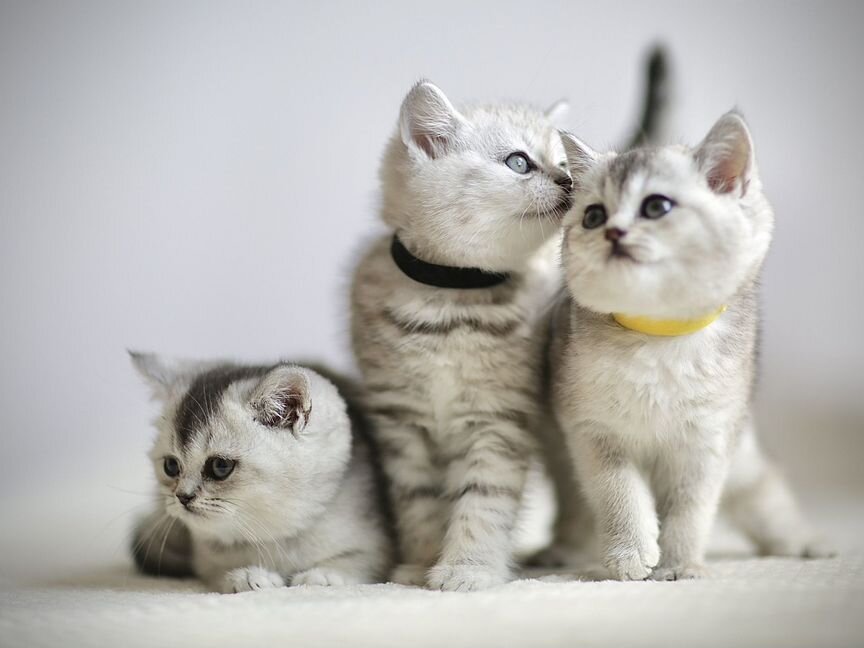 Котята шотландские шиншилла и табби