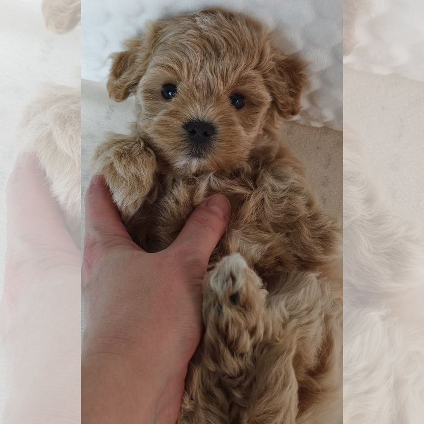 Мальтипу, щенок