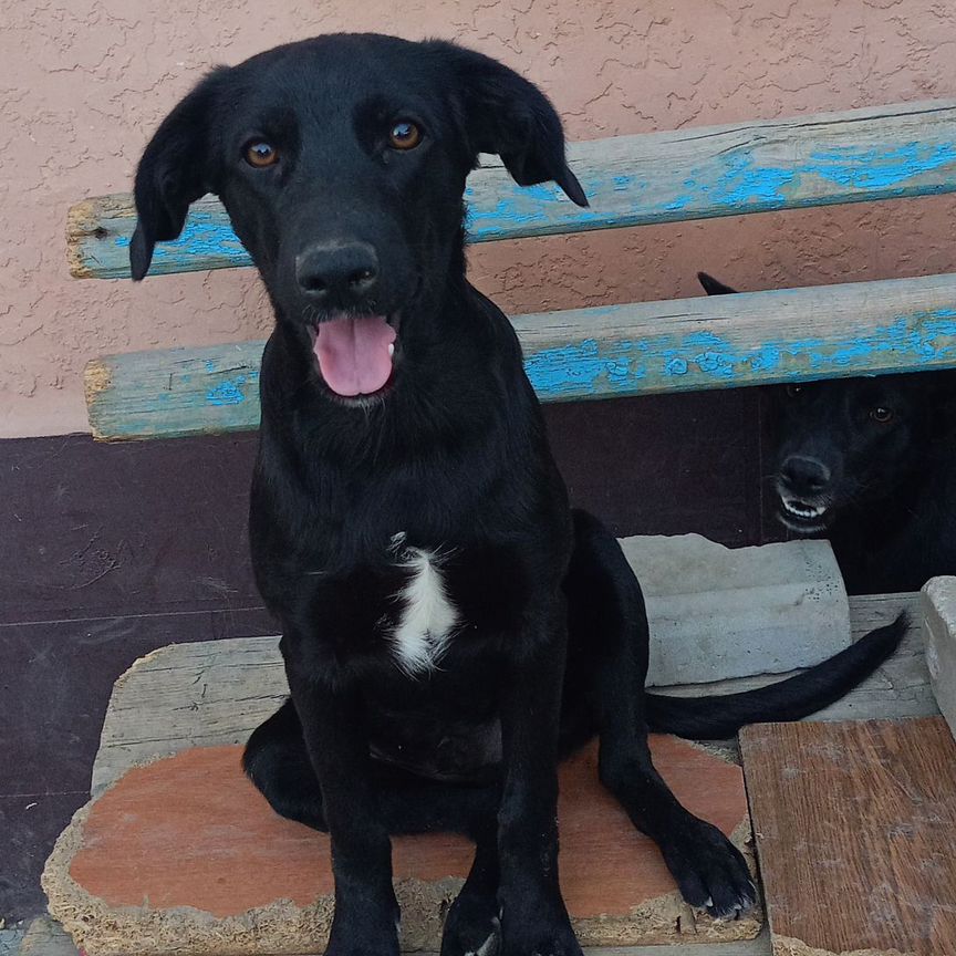 Щенок в добрые руки