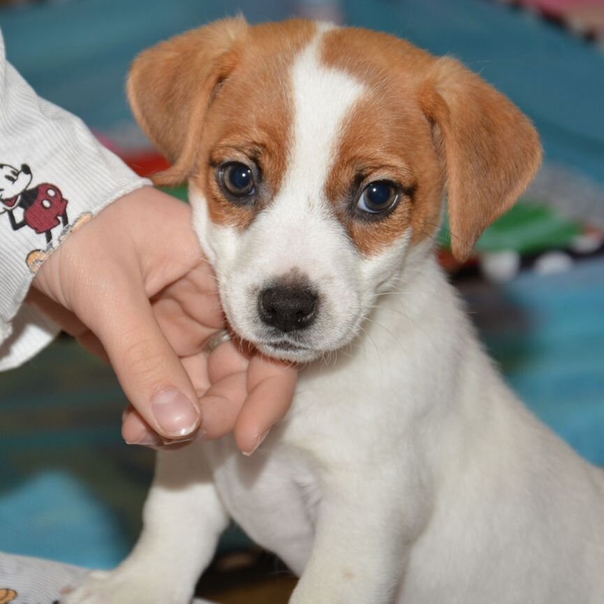 Джек-рассел-терьер, щенок