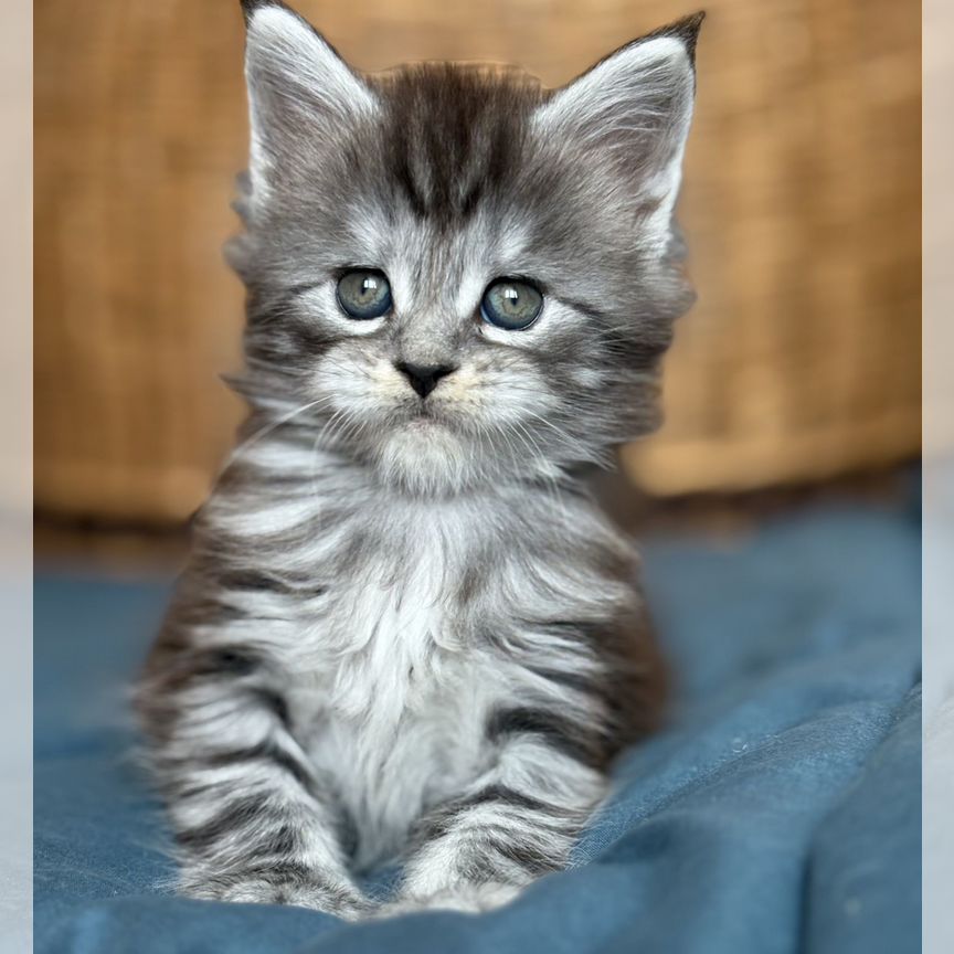 Мейн-кун котёнок