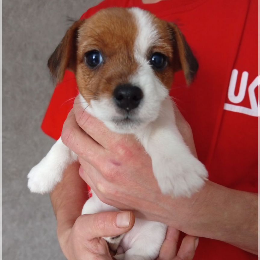 Джек-рассел-терьер, щенок