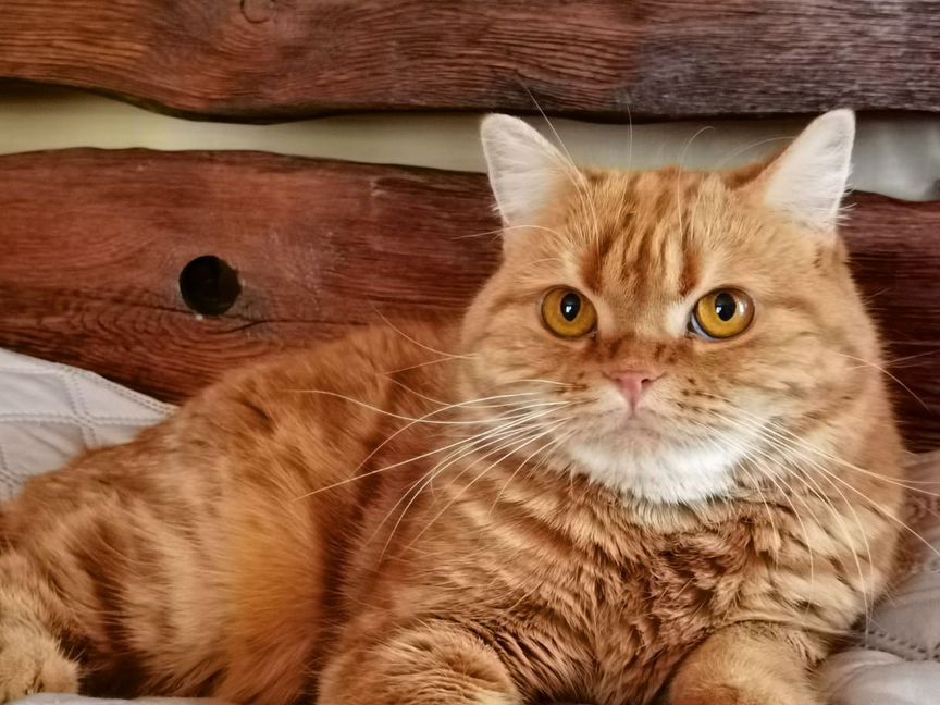 Шикарная шотландская кошка