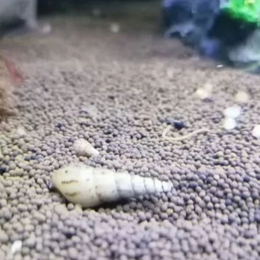 Улитки аквариумные