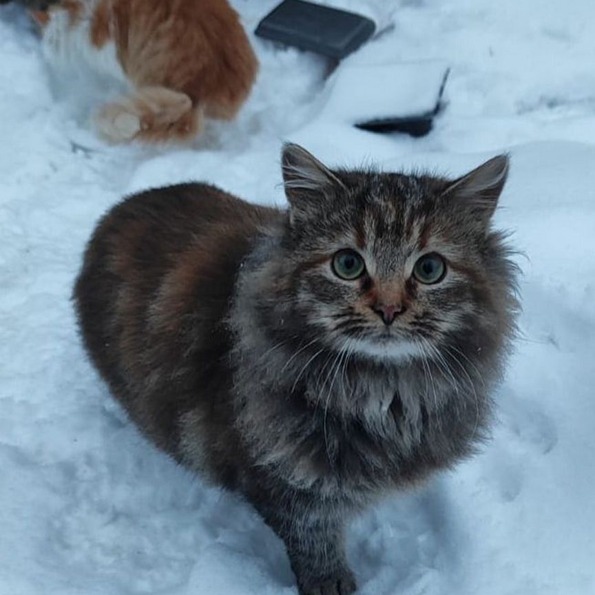 Котята в добрые руки. Спасите нас