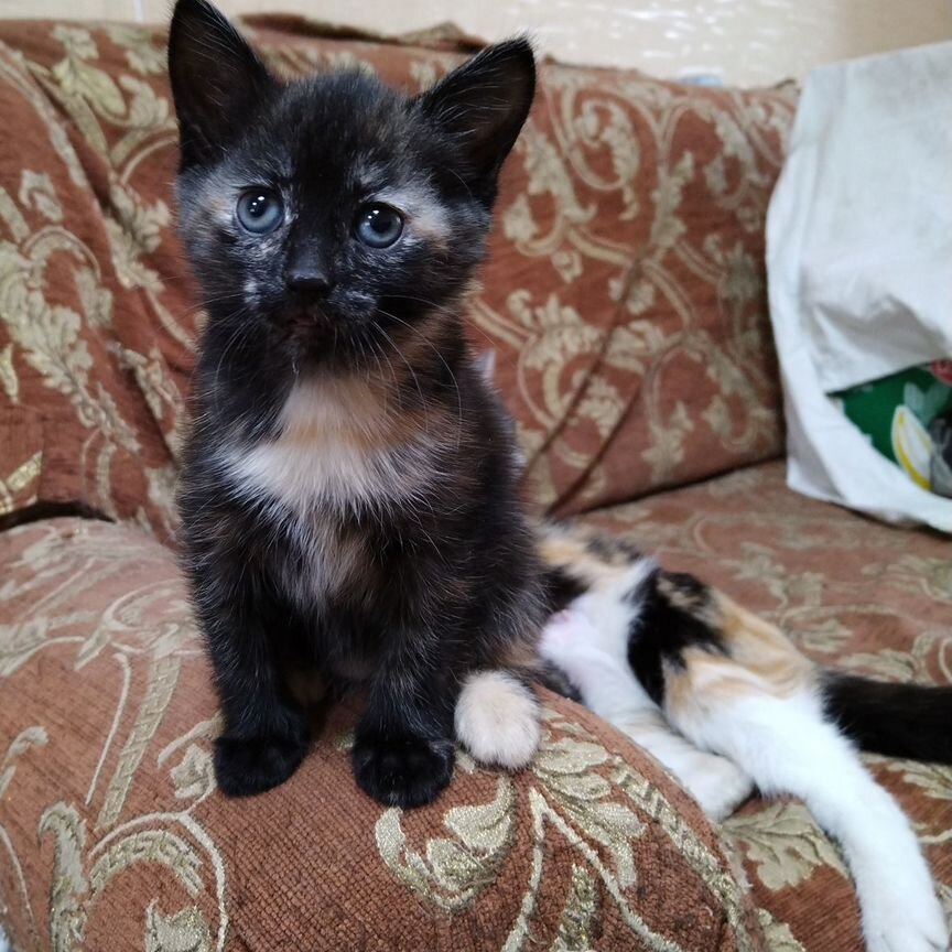 Котёнок