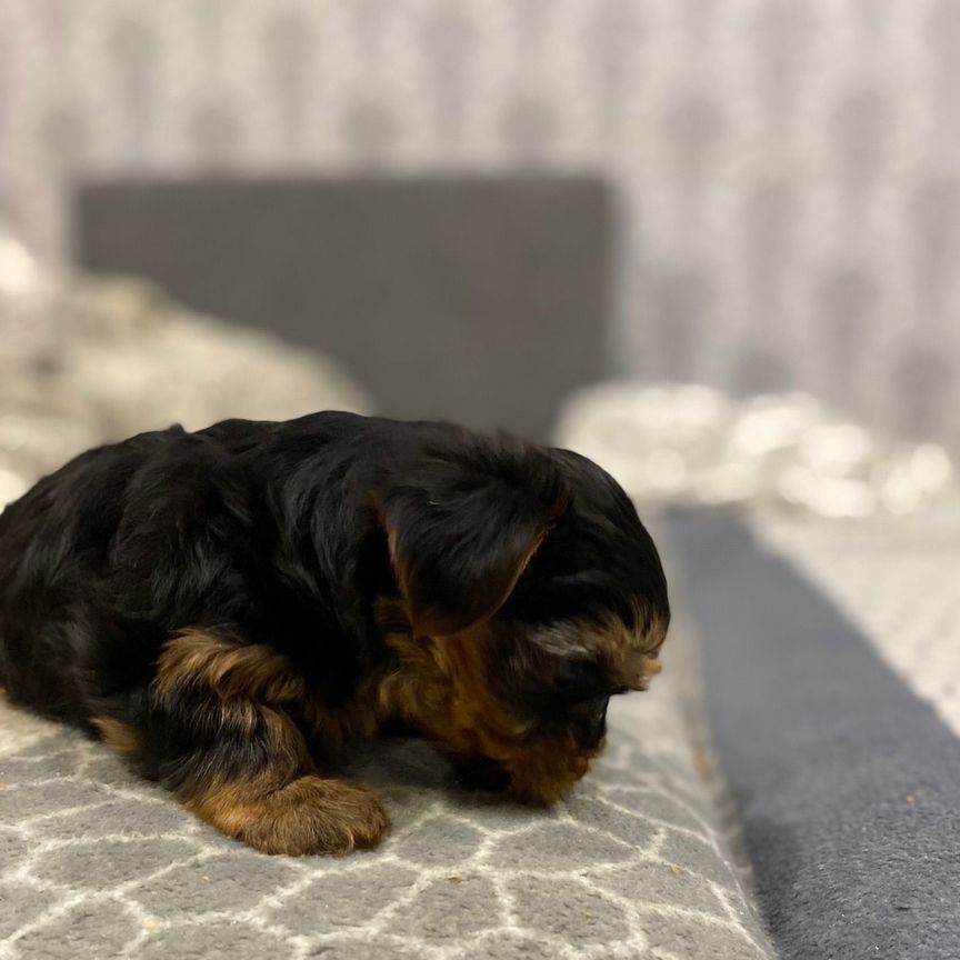 Йоркширский терьер