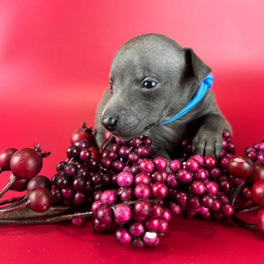 Левретка, щенок