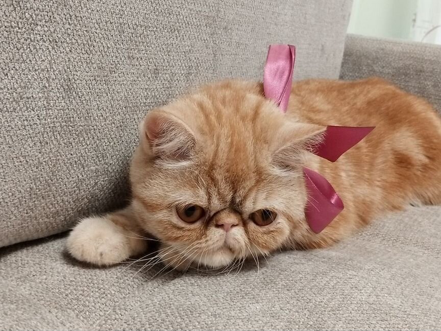 Экзотическая кошка. Ищем кота на вязку