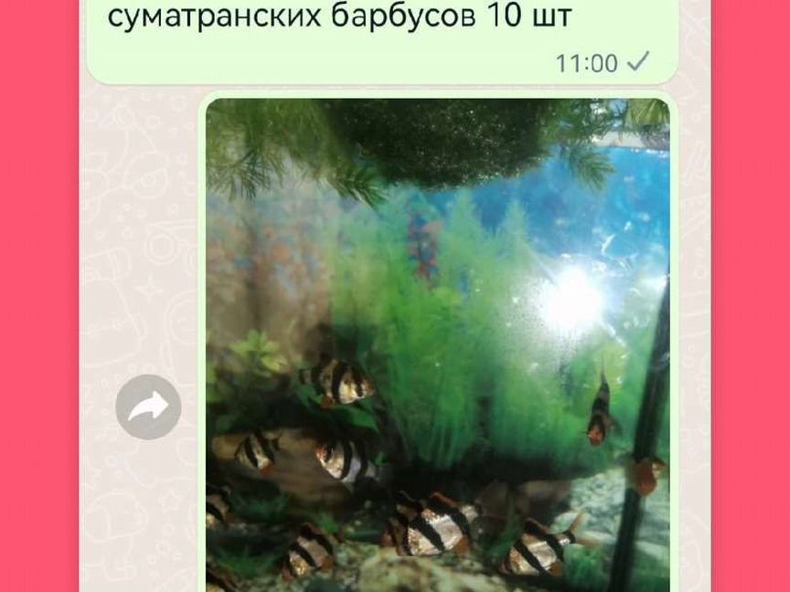 Суматранские барбусы