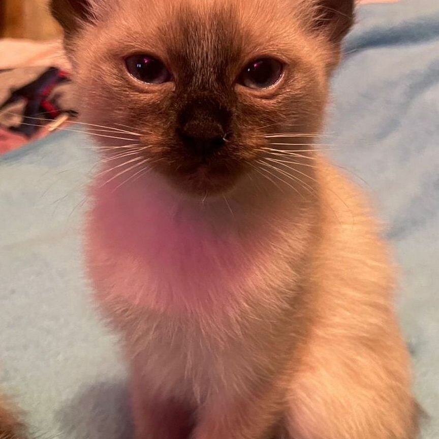Котята