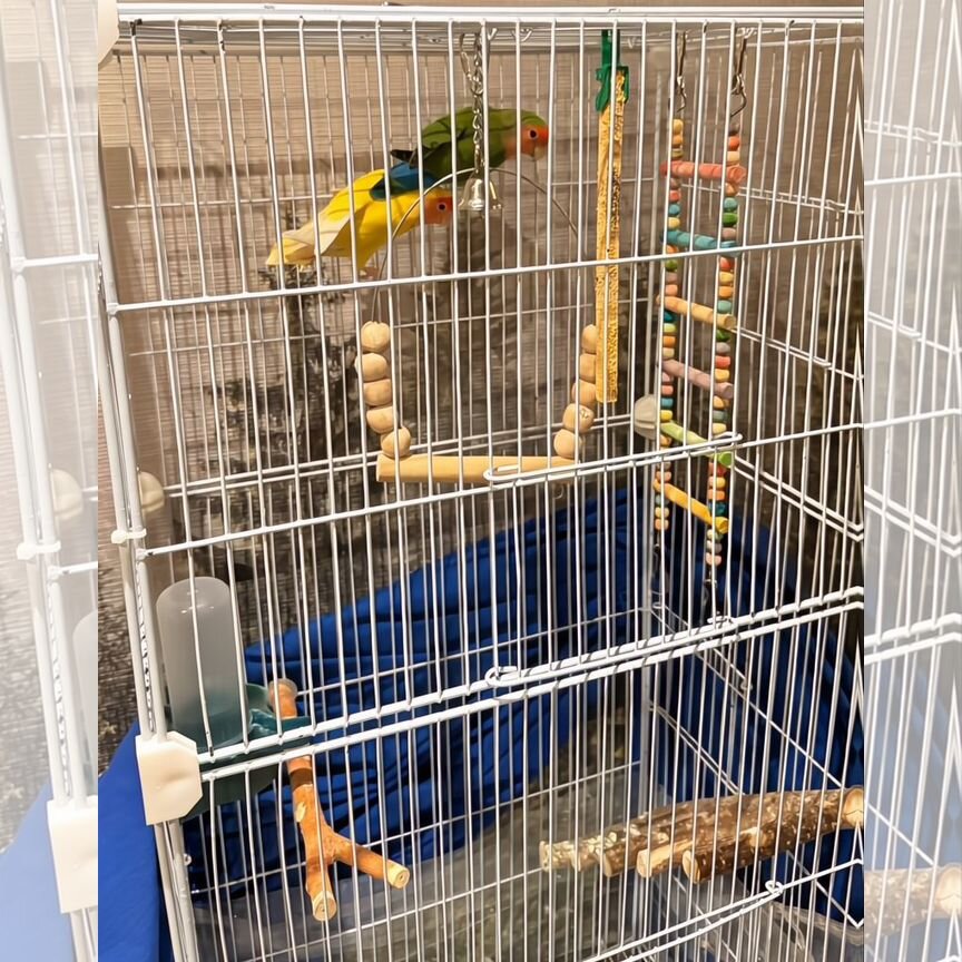 Попугай неразлучники с клеткой