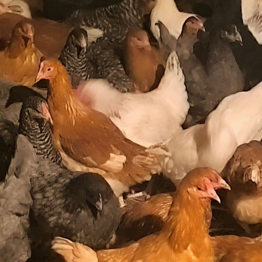 Куры молодки несушки