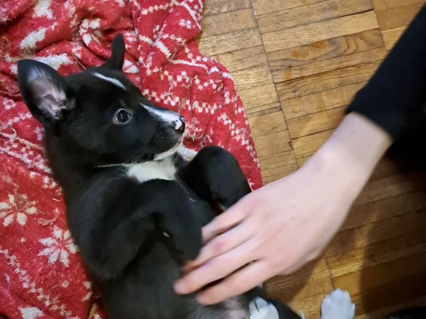 Щенок в добрые руки бесплатно