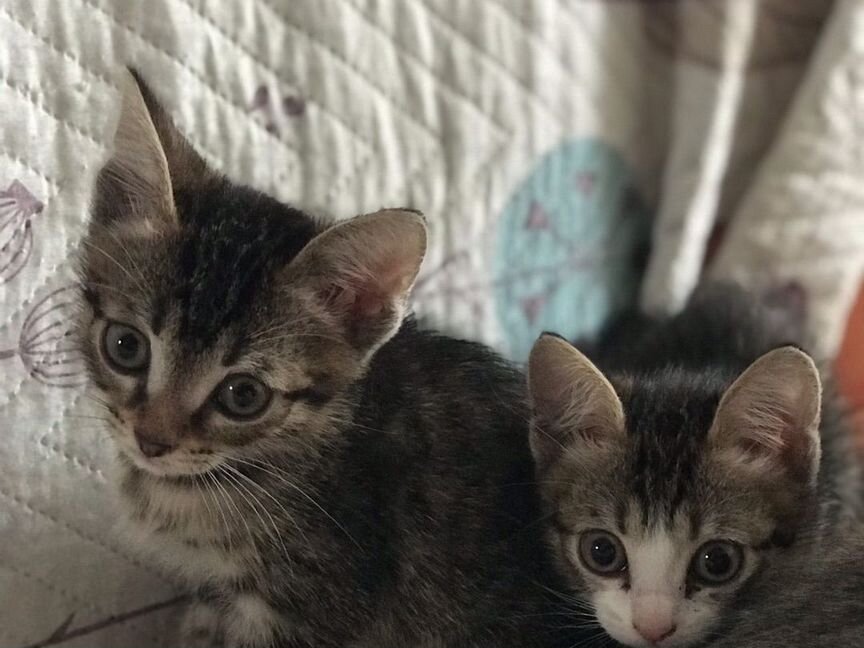 Отдм котят в добрые руки