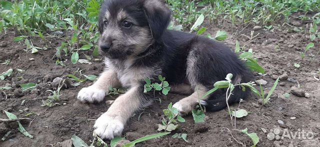 Собака - девочка щенок в добрые руки