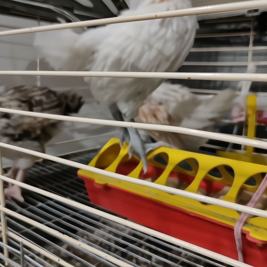 Цыплята несушки