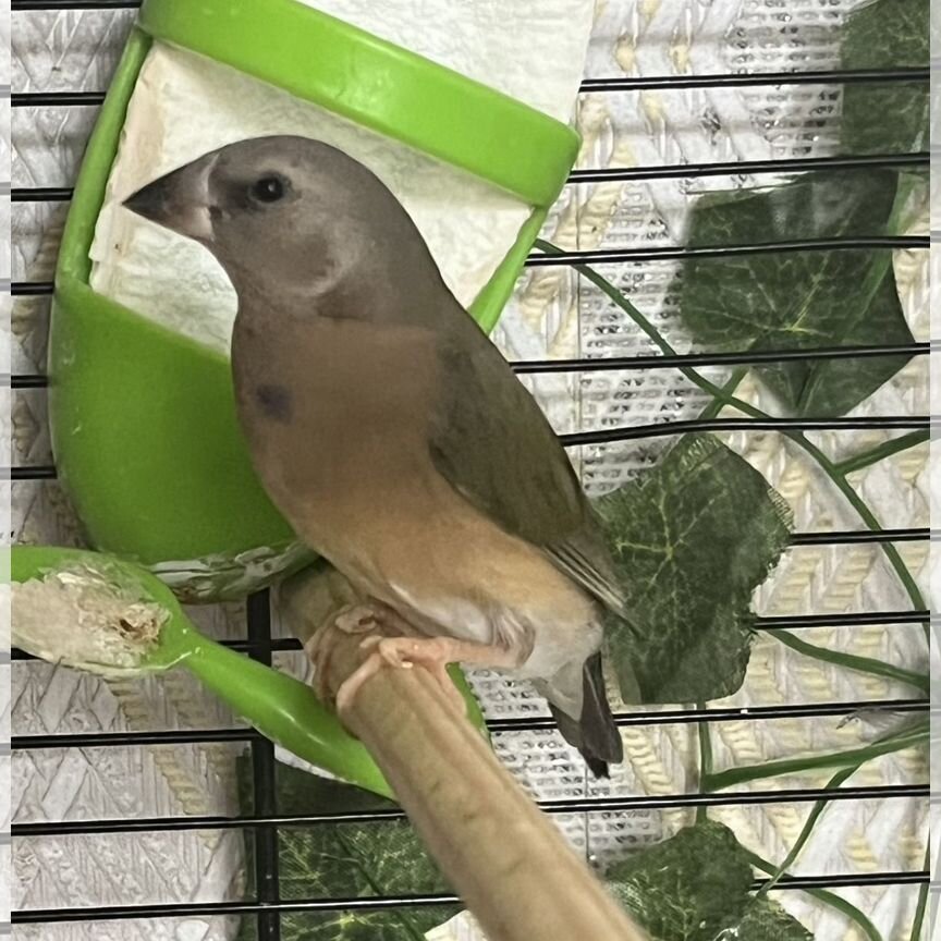 Амадина гульда птенцы