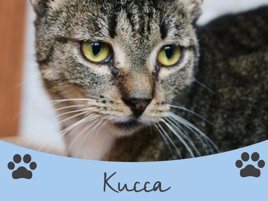 Кошка Кисса