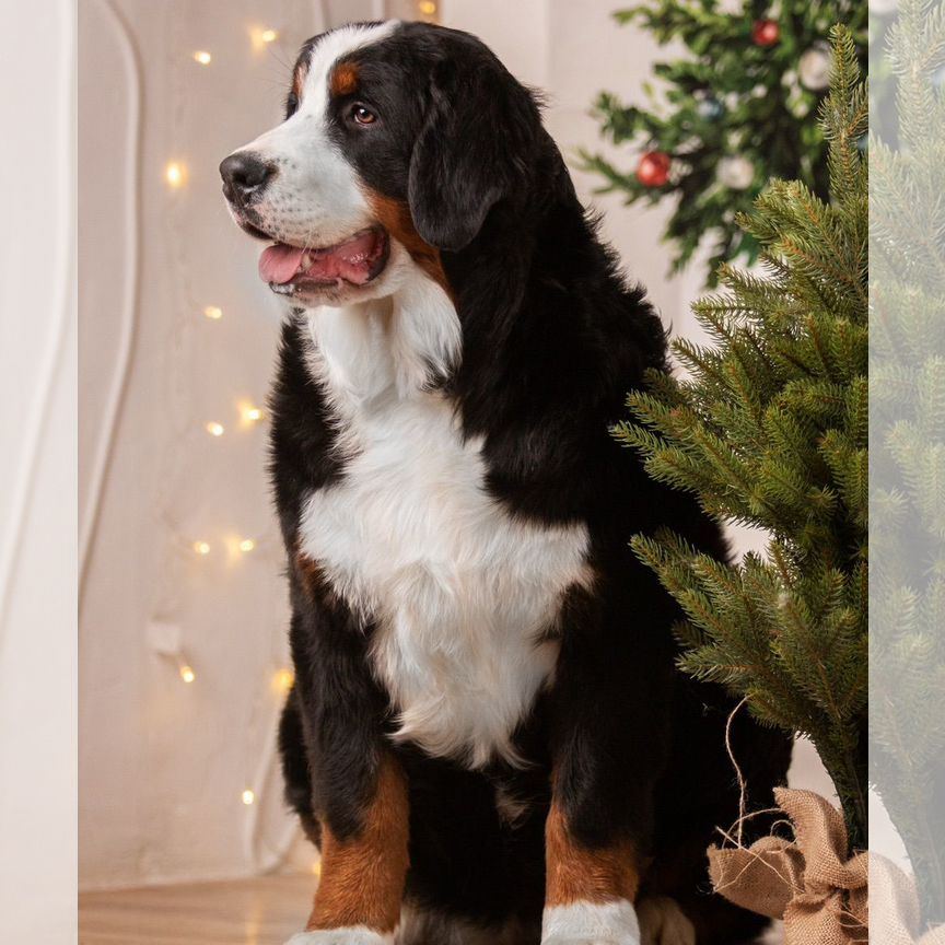 Бернский зенненхунд, щенок