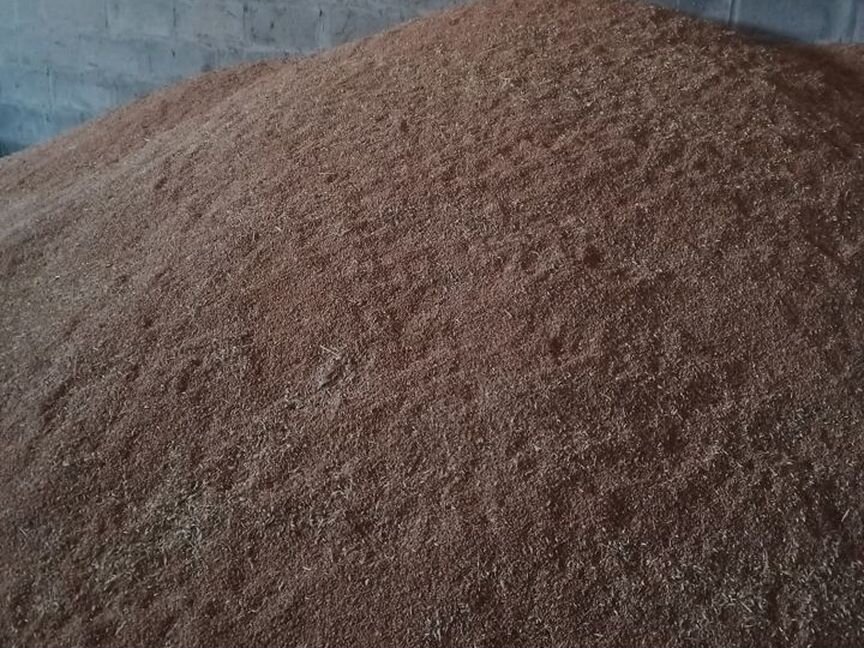 Пшеница озимая