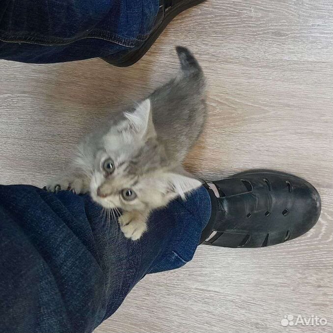 Ласковый котенок живет в подвале, просится на руки