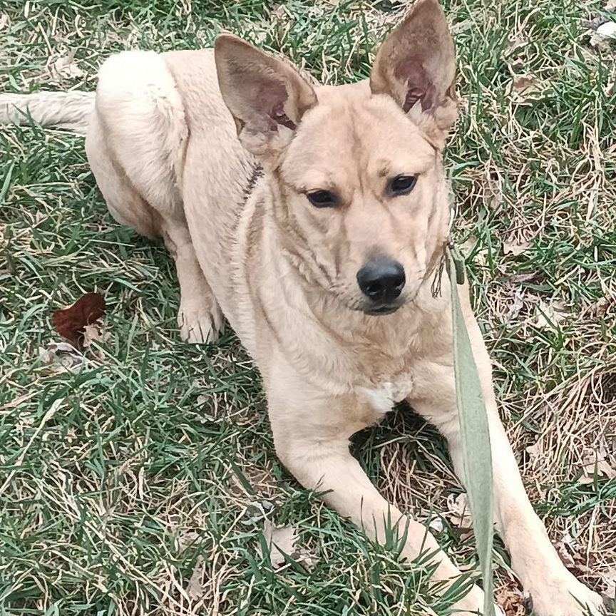 Грэта ищет дом