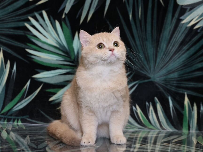 Теодора - британская кошечка редкого окраса