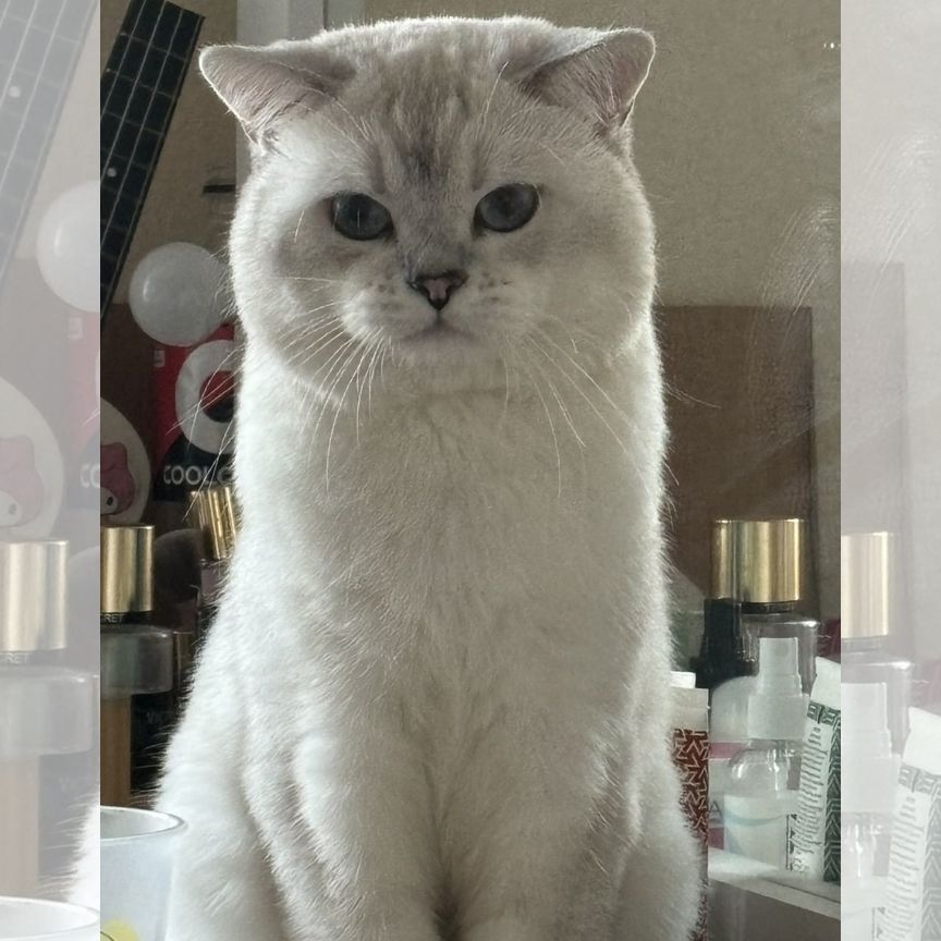 Британские котята серебристая шиншилла