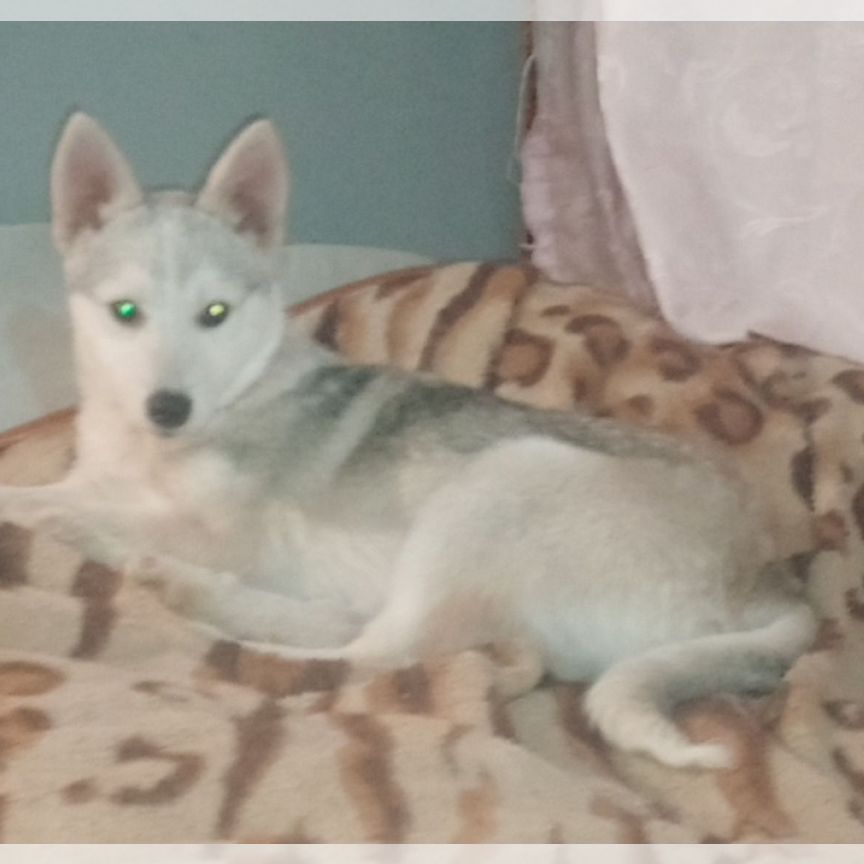 Щенок в добрые руки