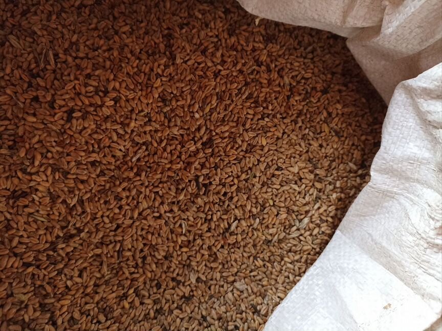 Пшеница, овес