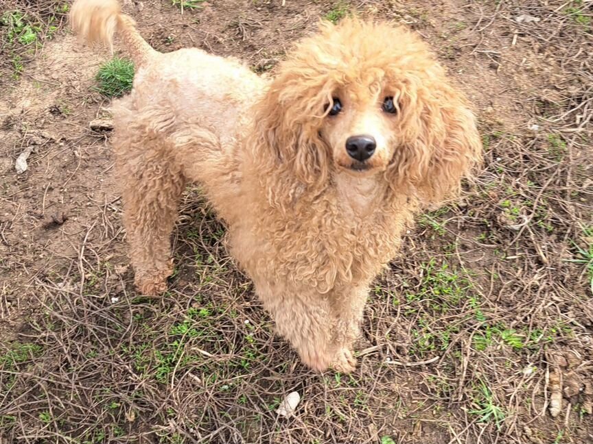 Карликовый пудель Продам