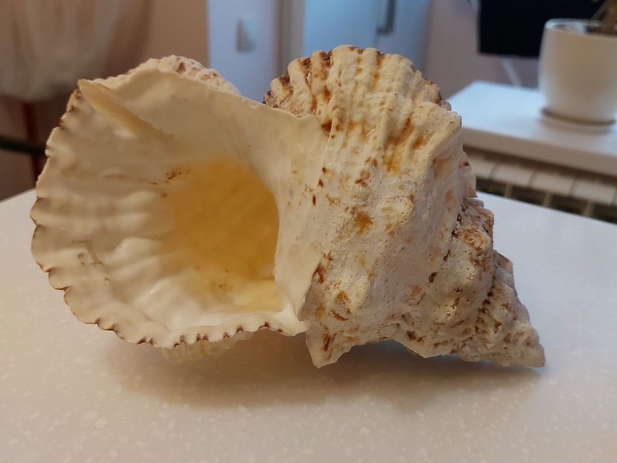 Океаническая ракушка