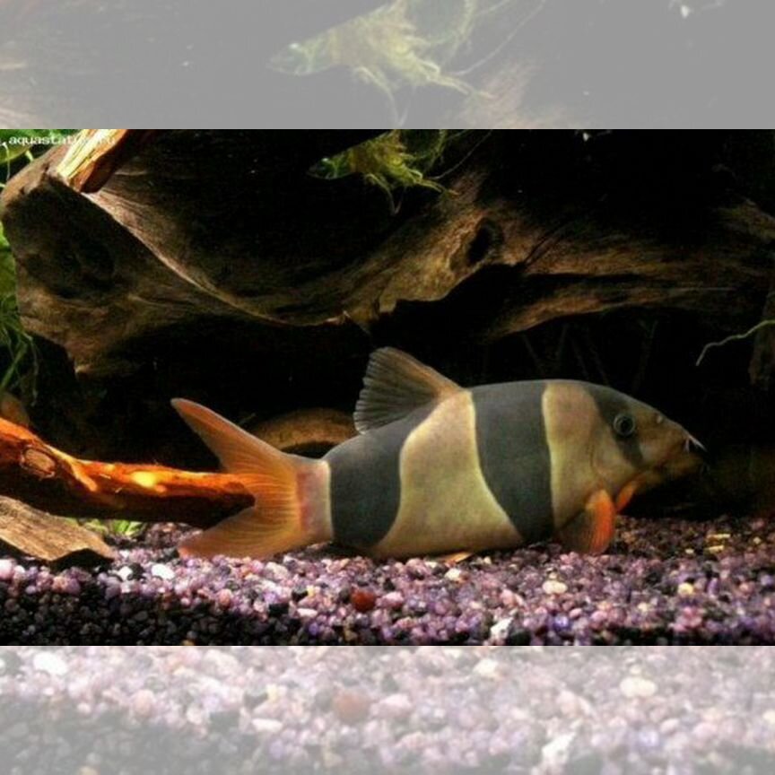 Аквариумные рыбки