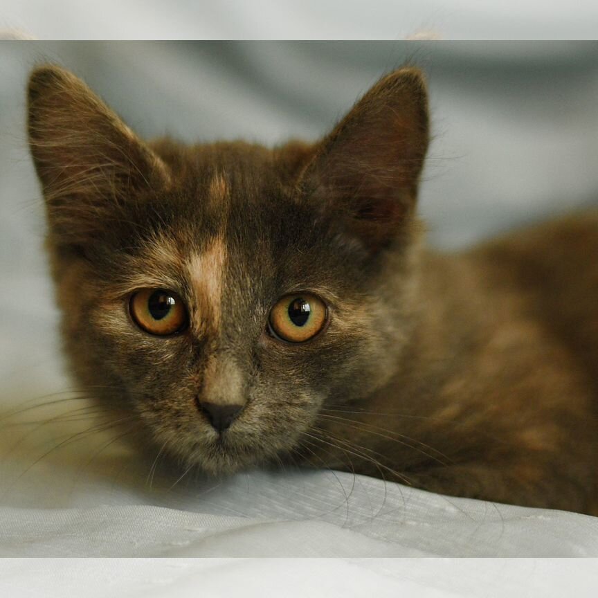 Котенок Шелли в добрые руки