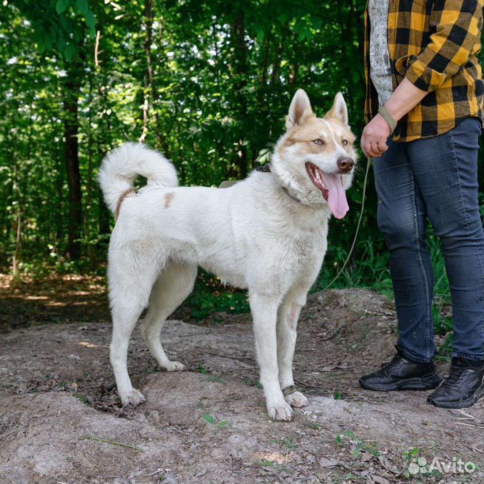 Лайка Фанта, 3 года, друг для детей