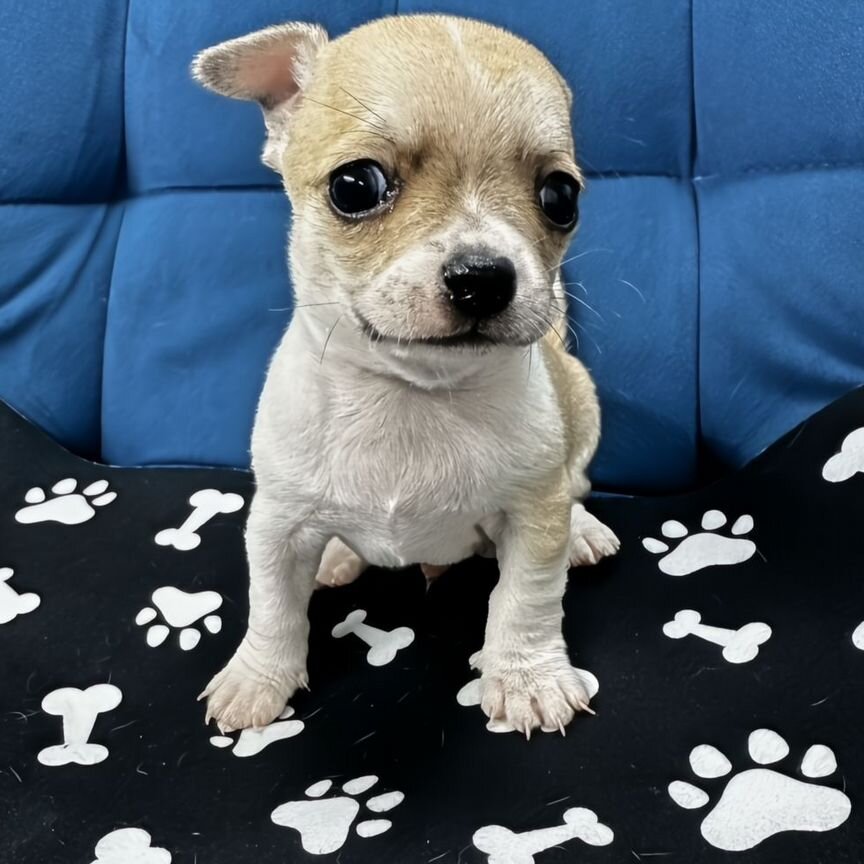 Чихуахуа, щенок