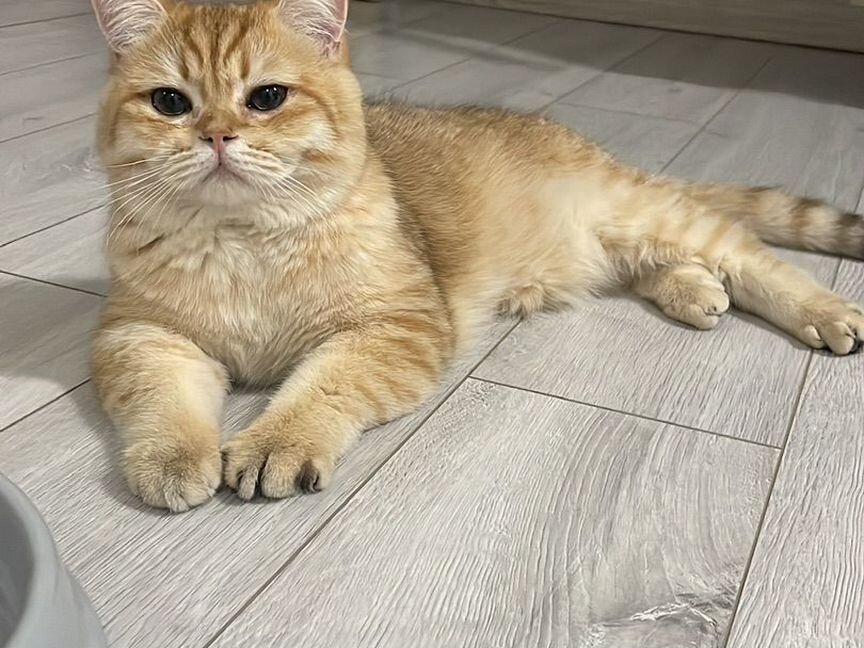 Кошка
