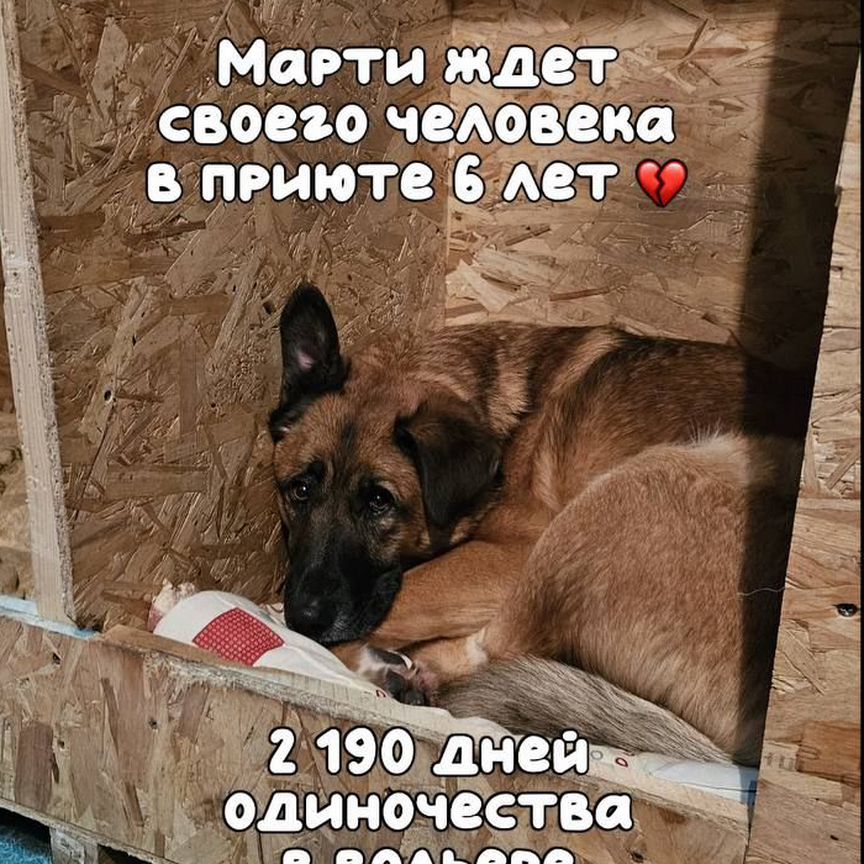 Собака в добрые руки