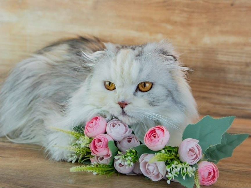 Кошка может быть вашей