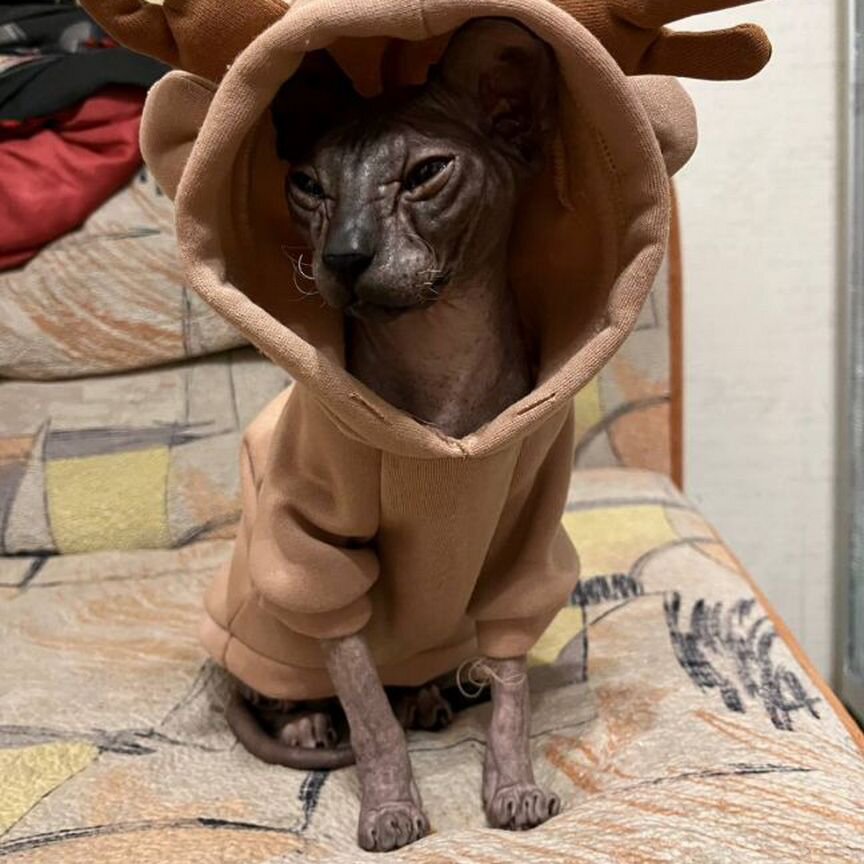 Сфинкс молодая кошечка