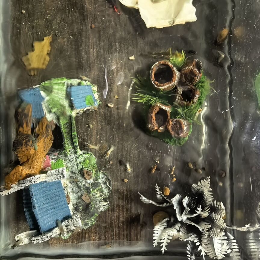 Мальки мексиканского карликого рака синего