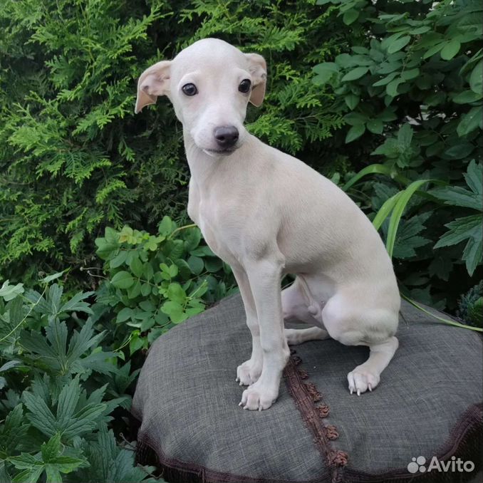 Левретка щенок кобель
