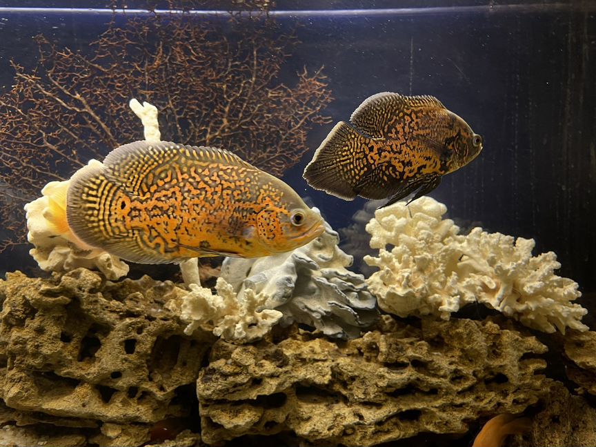 Астронотусы