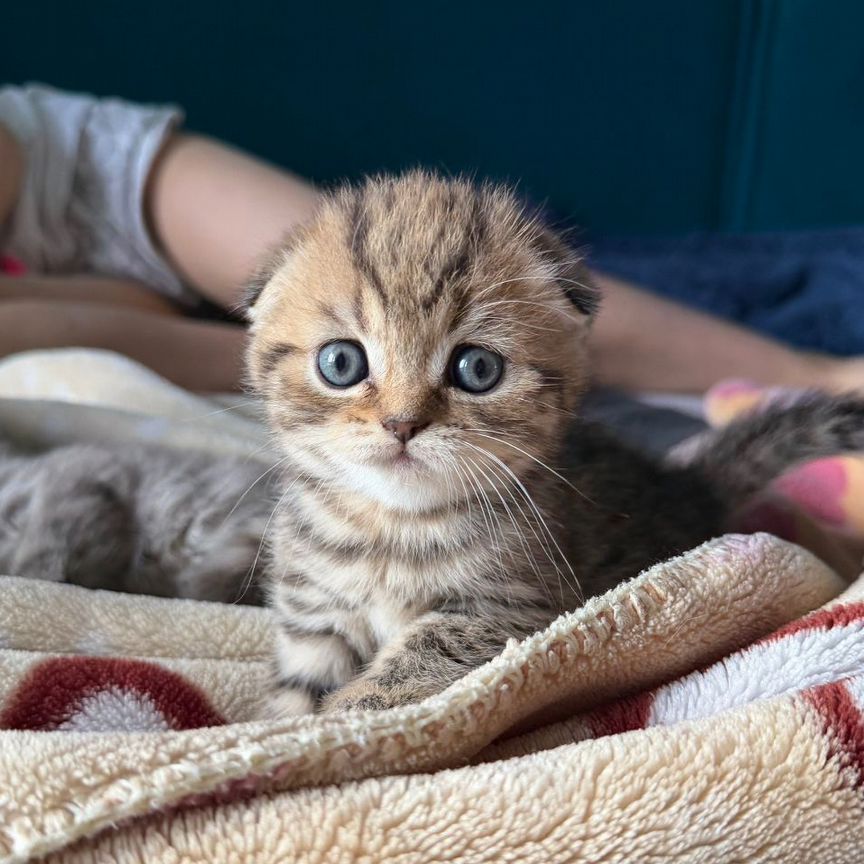 Шотландский вислоухий короткошёрстный котёнок