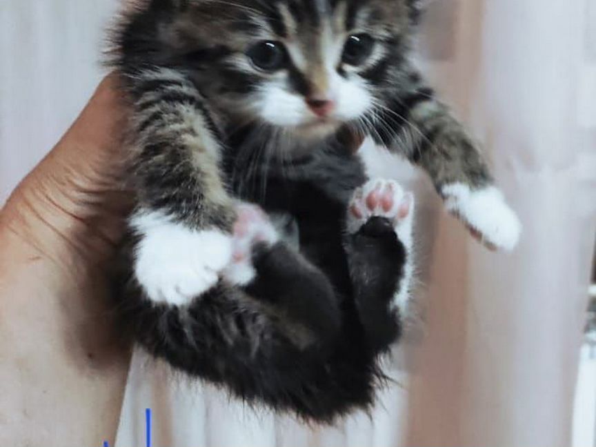 Котята от 1 месяца до 1,5