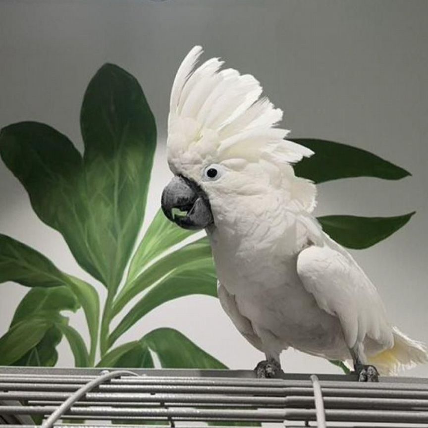 Попугай какаду белый