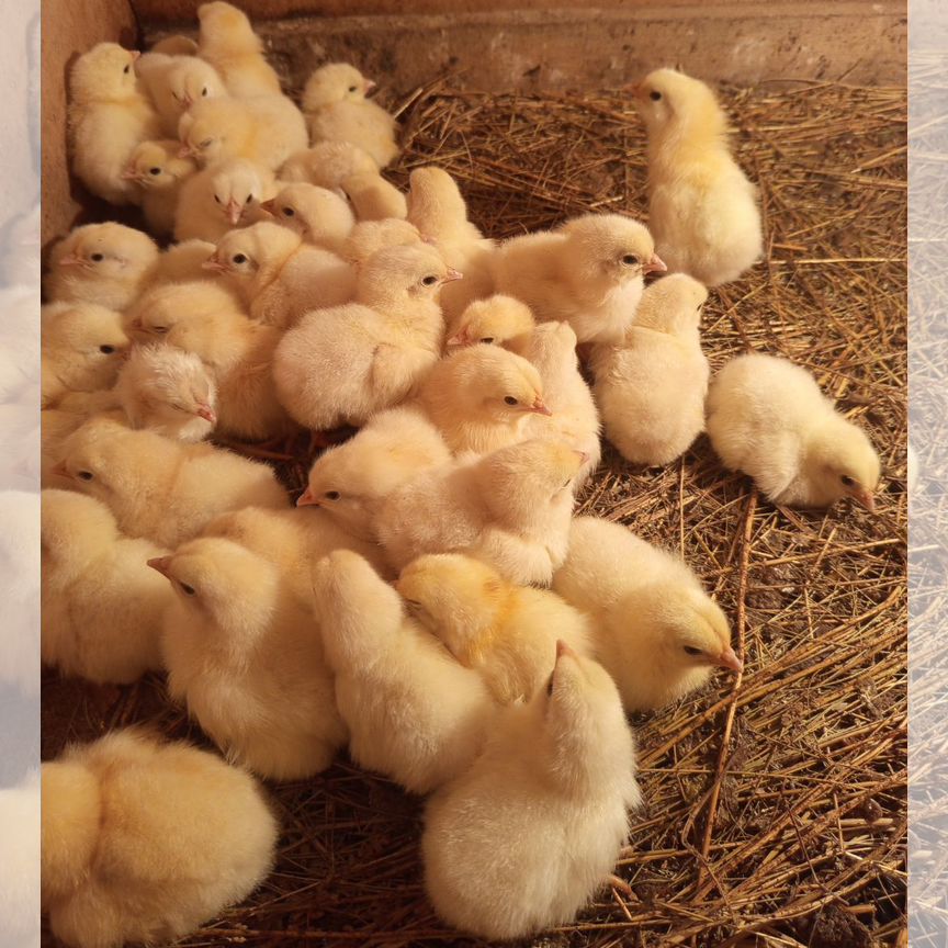 Цыплята бройлеры росс 308