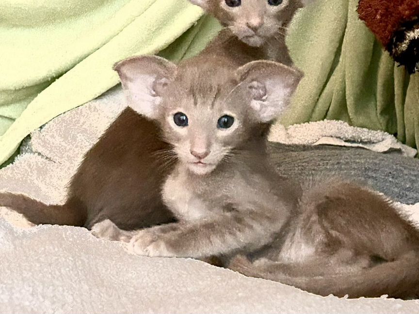 Ориентальные котята из питомника