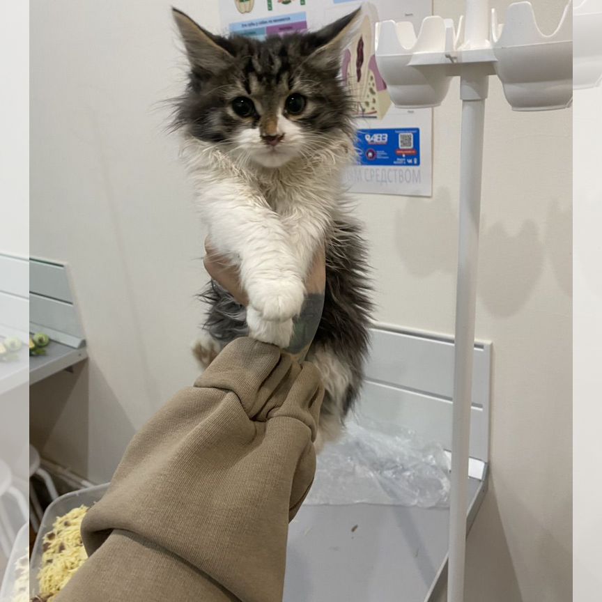 Котёнок в добрые руки